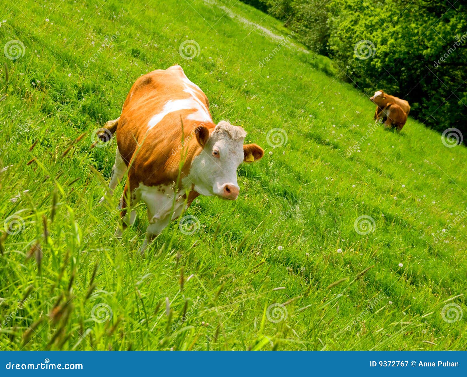 One cow in green field stock image. Image of farm, agriculture - 9372767