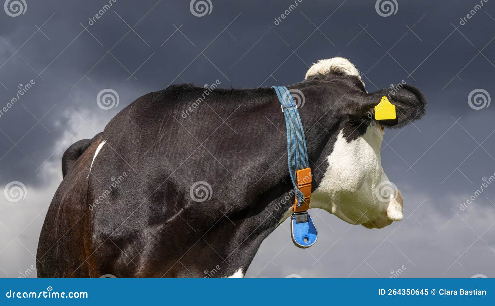 Cow Looking Back, Turning Head, Looming Thunderstorm Sky, Black and ...