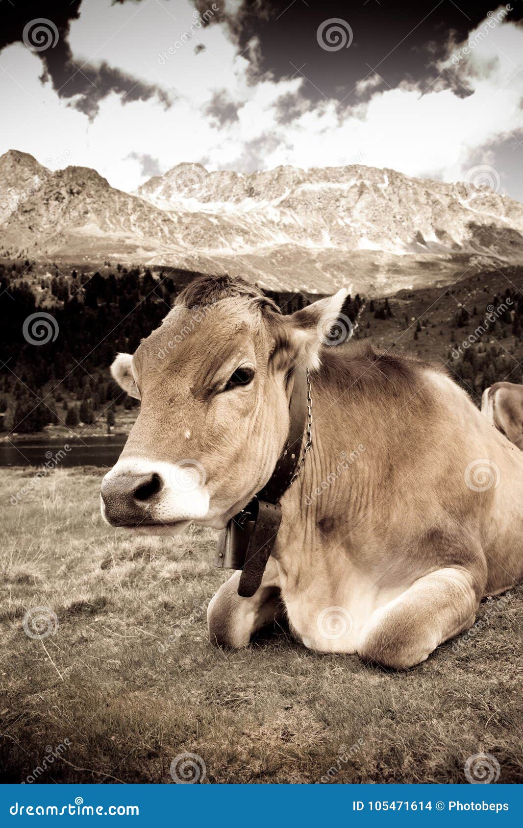 One cow on pasture stock photo. Image of mountain, cows - 105471614
