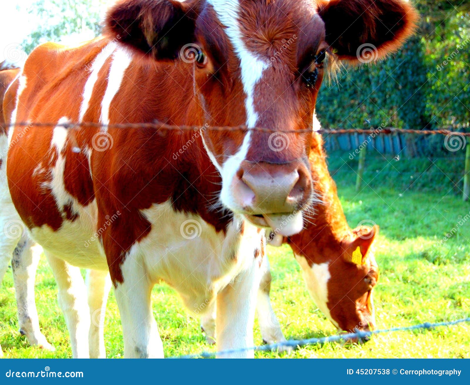 One cows behind the fence stock photo. Image of farming - 45207538