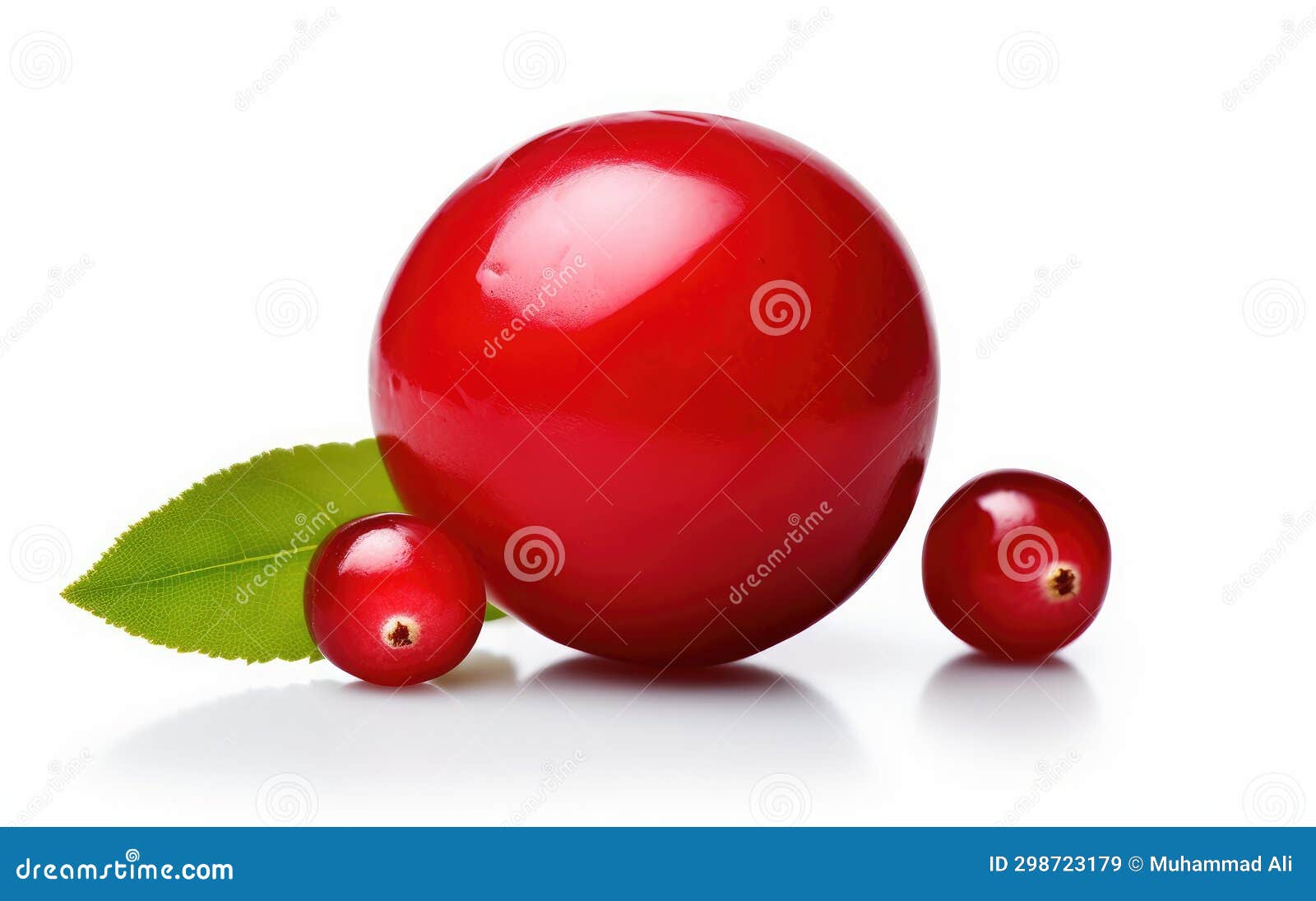 One Cranberry Image on White Background Stock Illustration ...