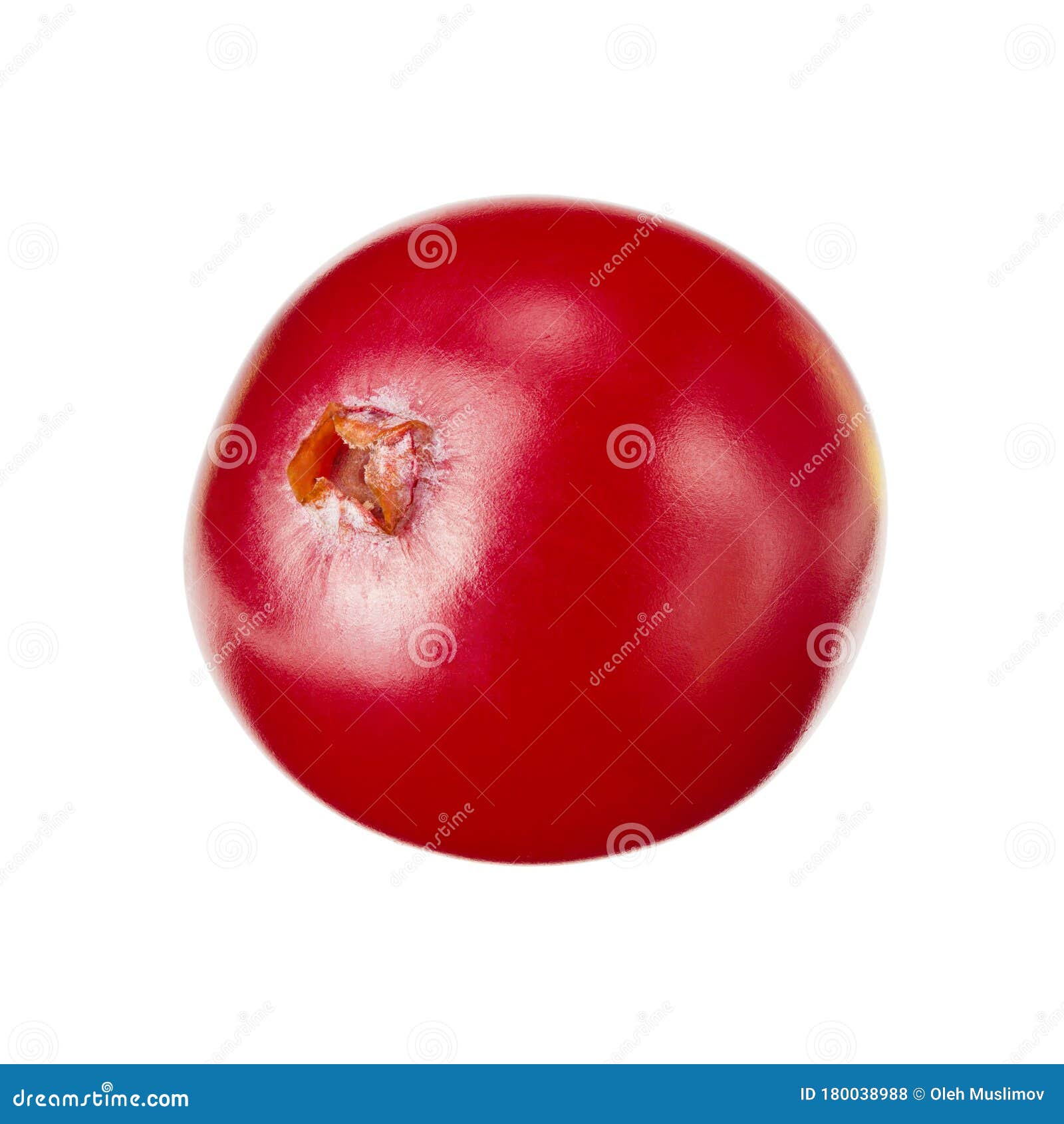 One Cranberry Isolated on White Background. Macro Stock Photo - Image ...