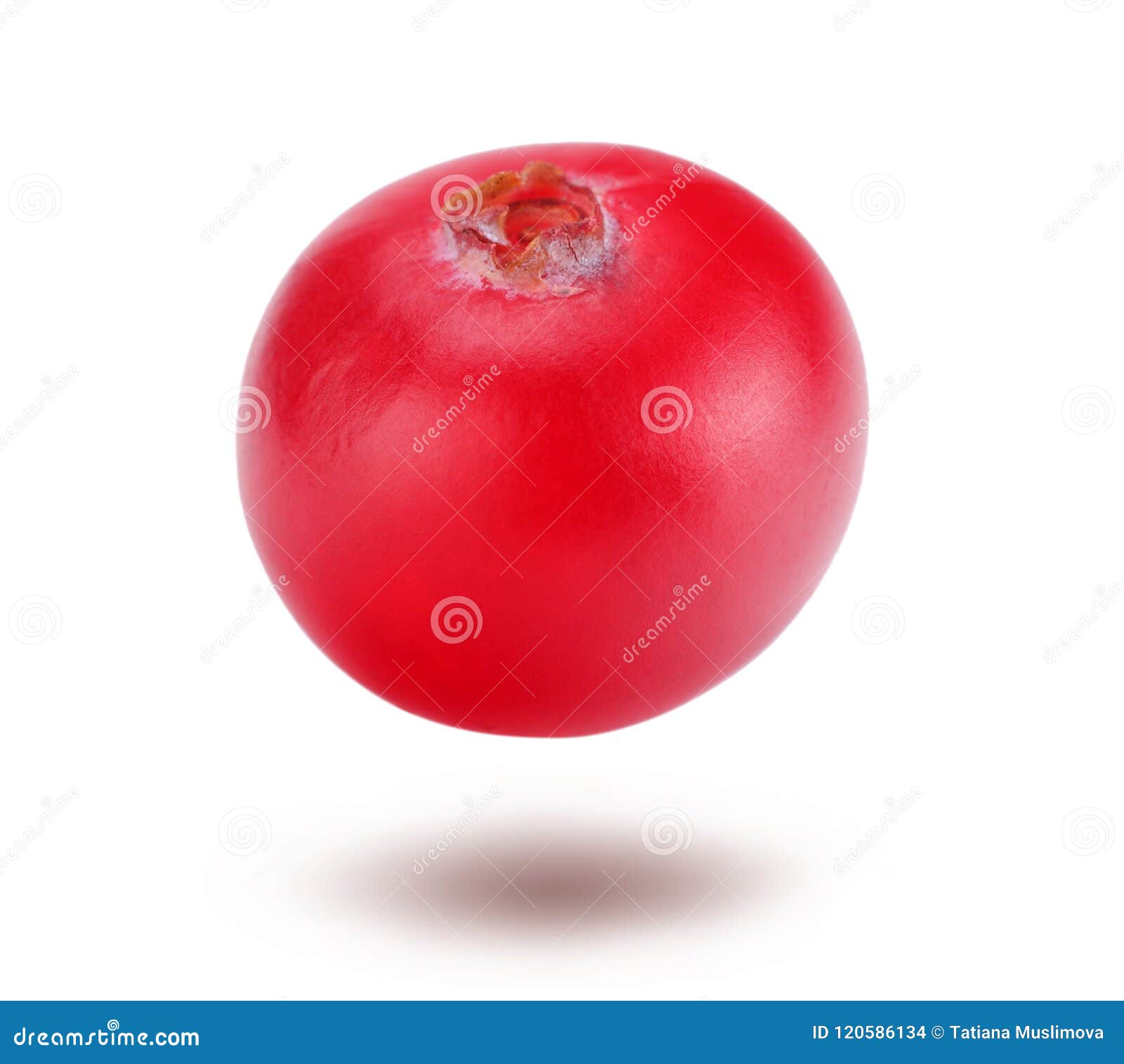 One Cranberry Isolated on White Background. Macro Stock Photo - Image ...