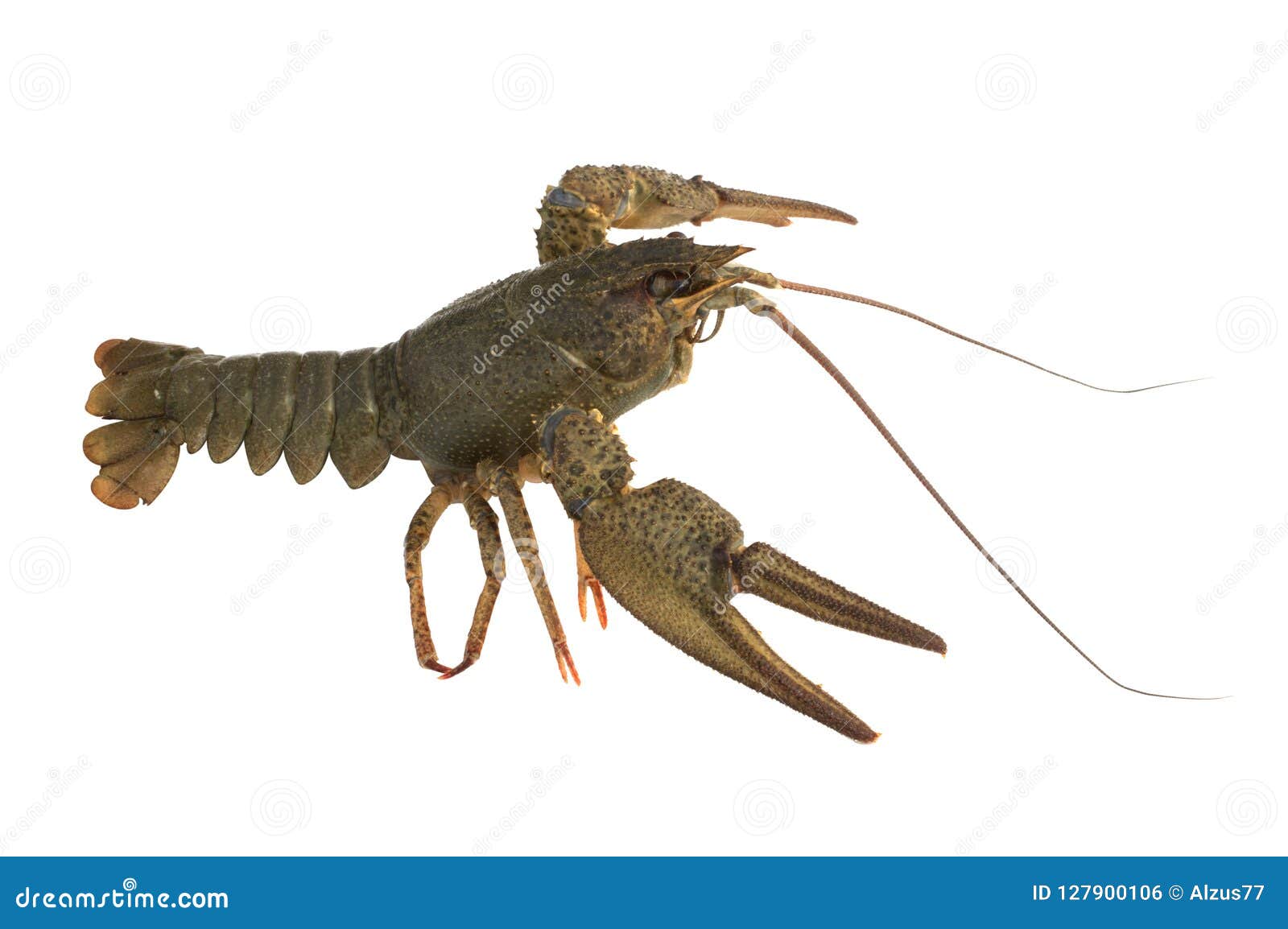 One crayfish, side view. stock photo. Image of cancer - 127900106