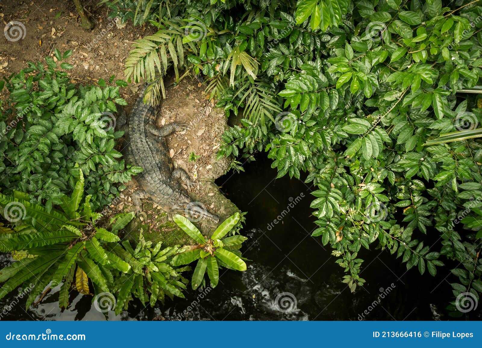 One crocodile among trees stock photo. Image of full - 213666416