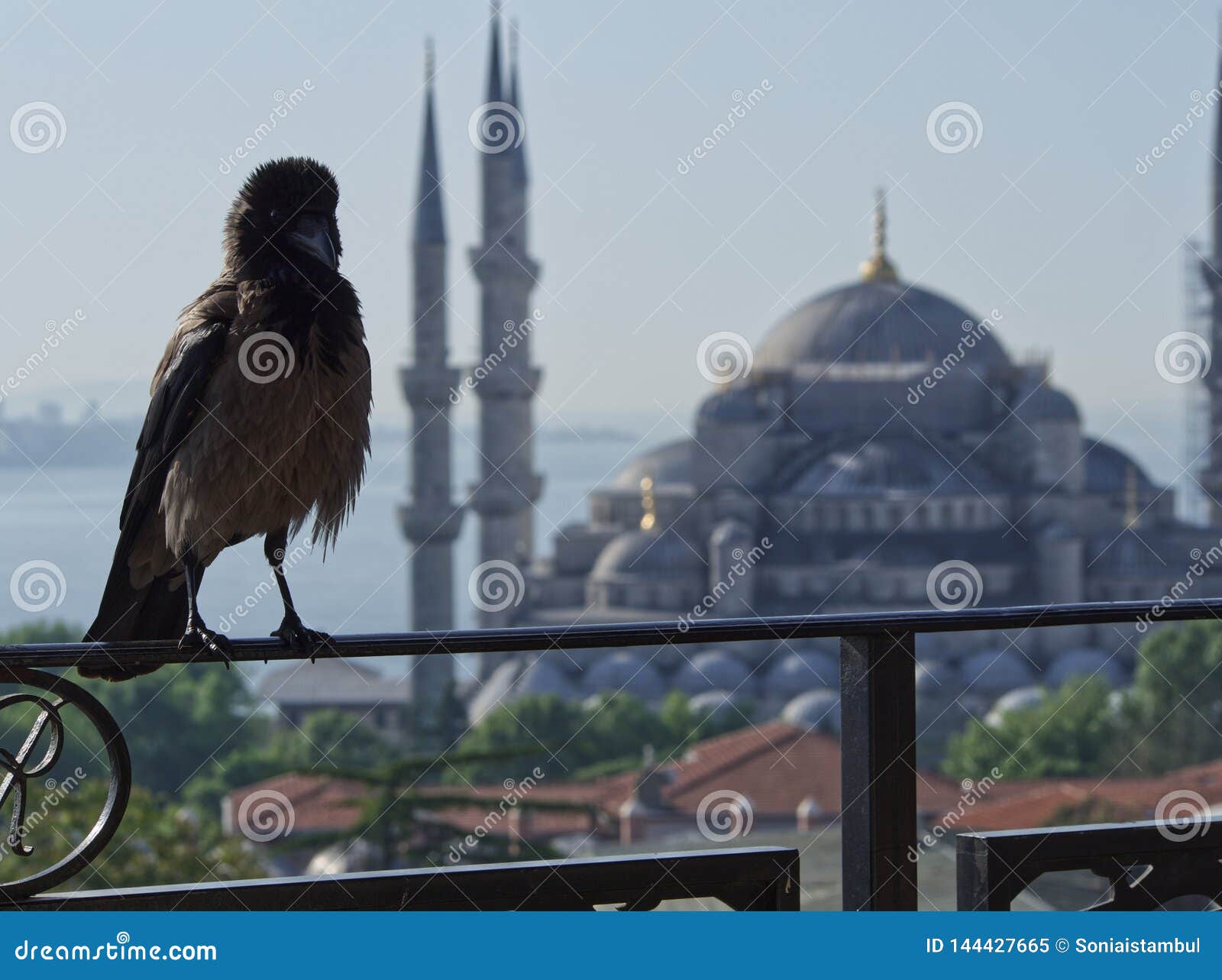 Crow in Istanbul stock image. Image of closeup, ahmet - 144427665
