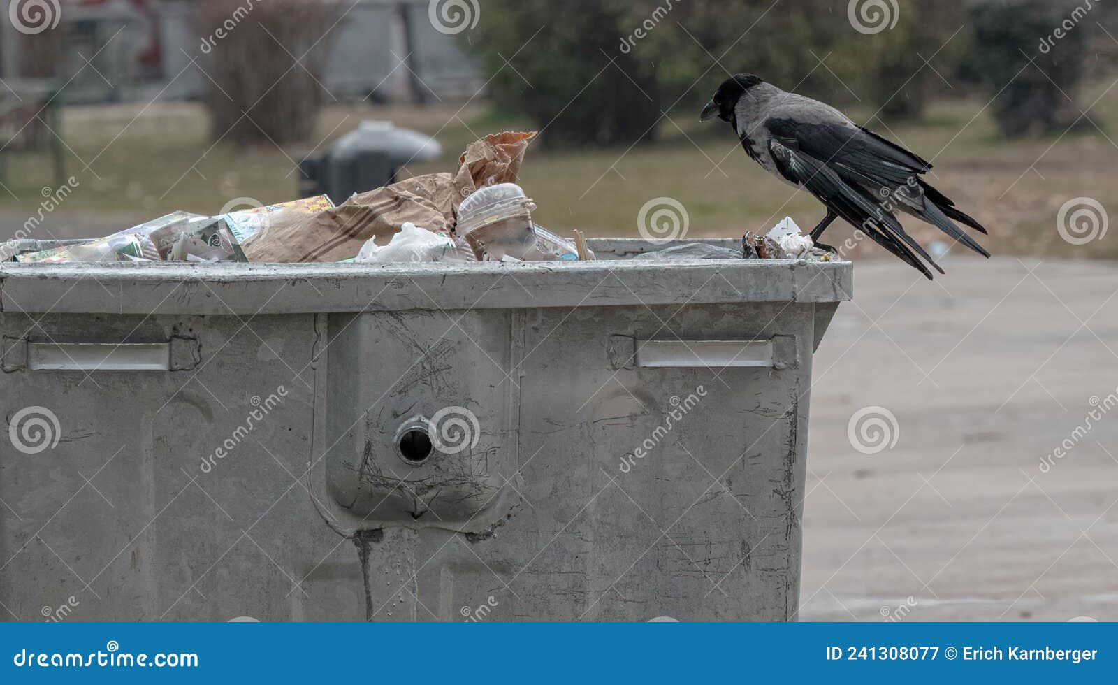 Crow scavenging a dumpster stock image. Image of rubbish - 241308077