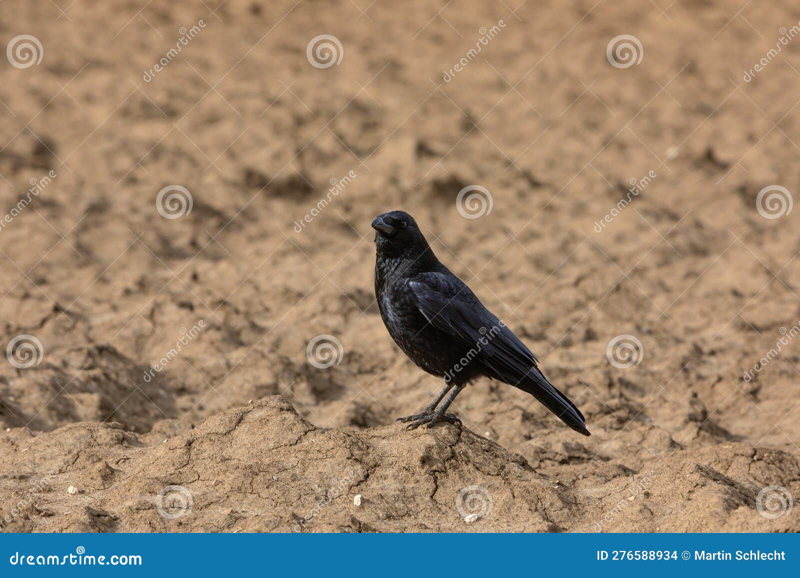 One Crow Sitting on a Empty Field Stock Photo - Image of feather ...