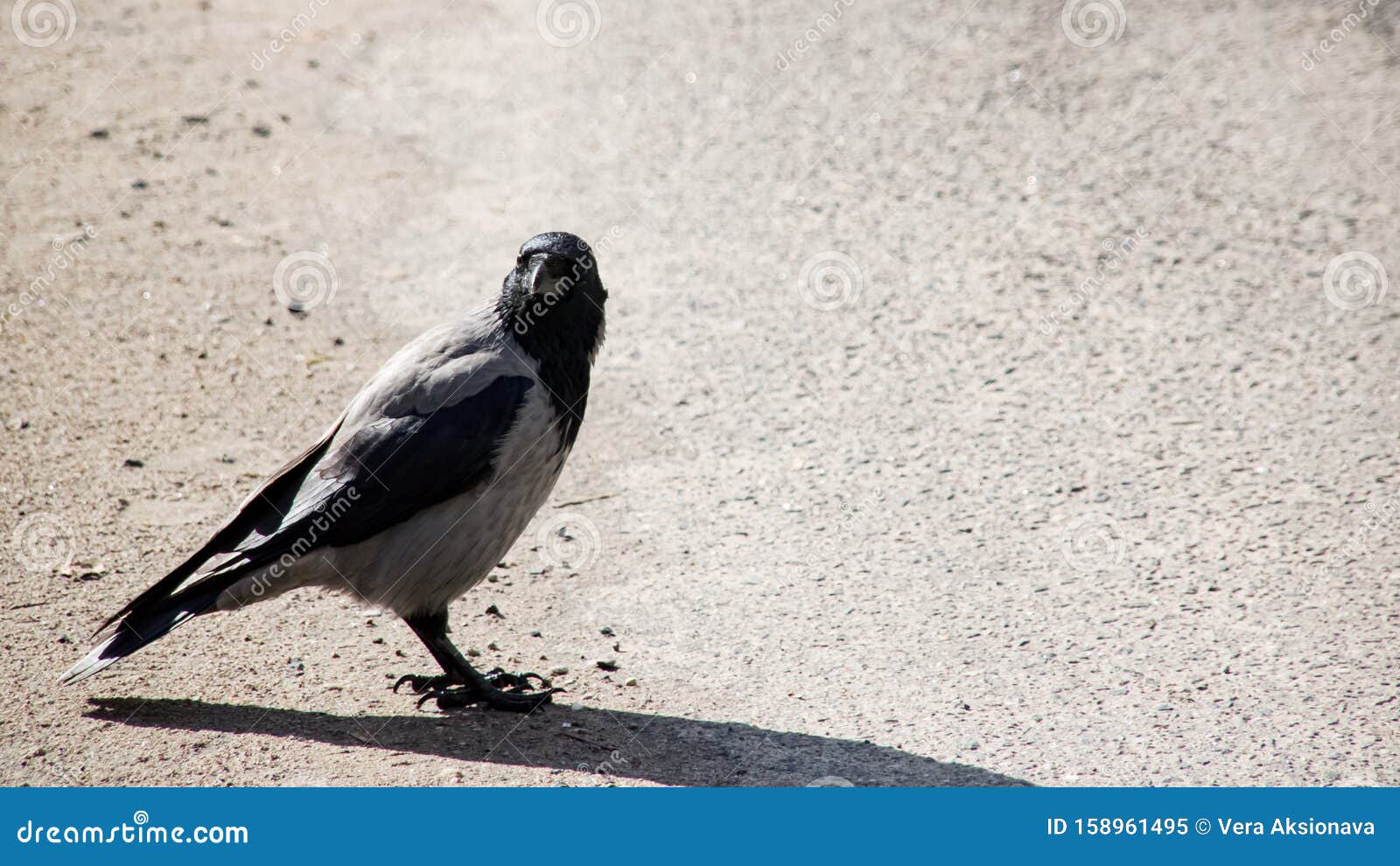 One Crow Standing on the Pavement Close Up Stock Image - Image of wild ...