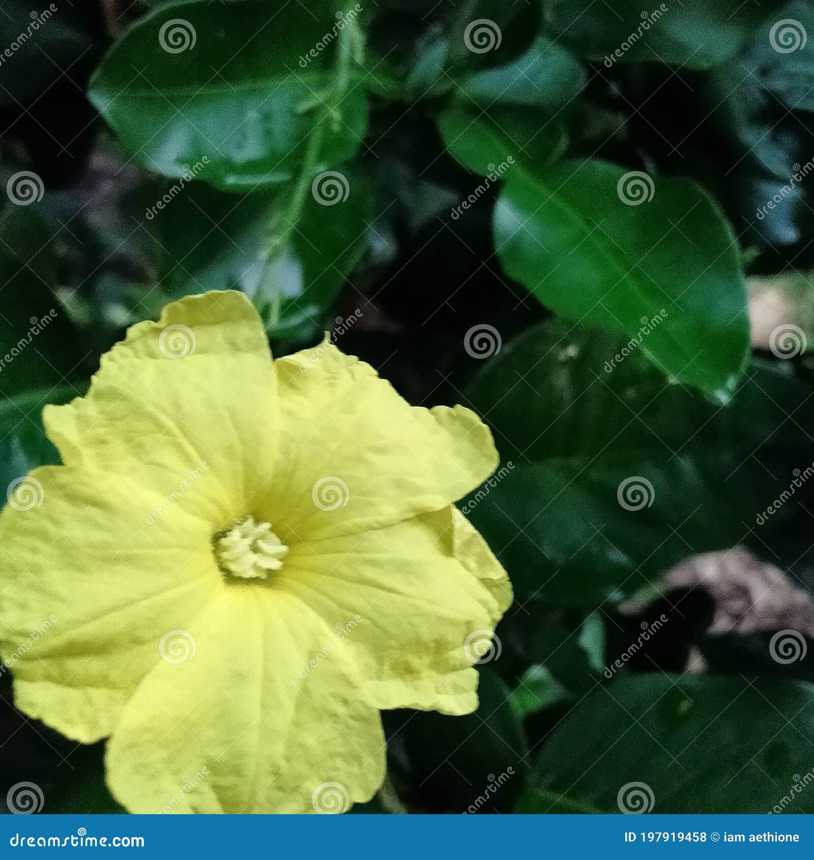One of the Cucurbit Flowers Stock Photo - Image of acutangula, luffa ...