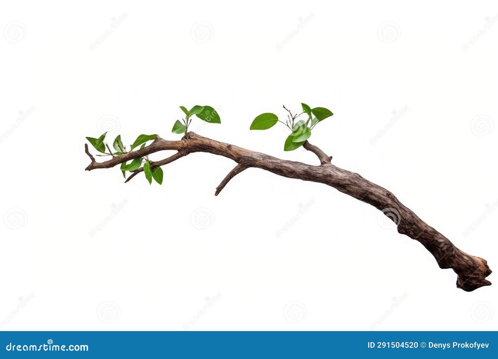 Tree branch on white stock photo. Image of texture, natural - 291504520