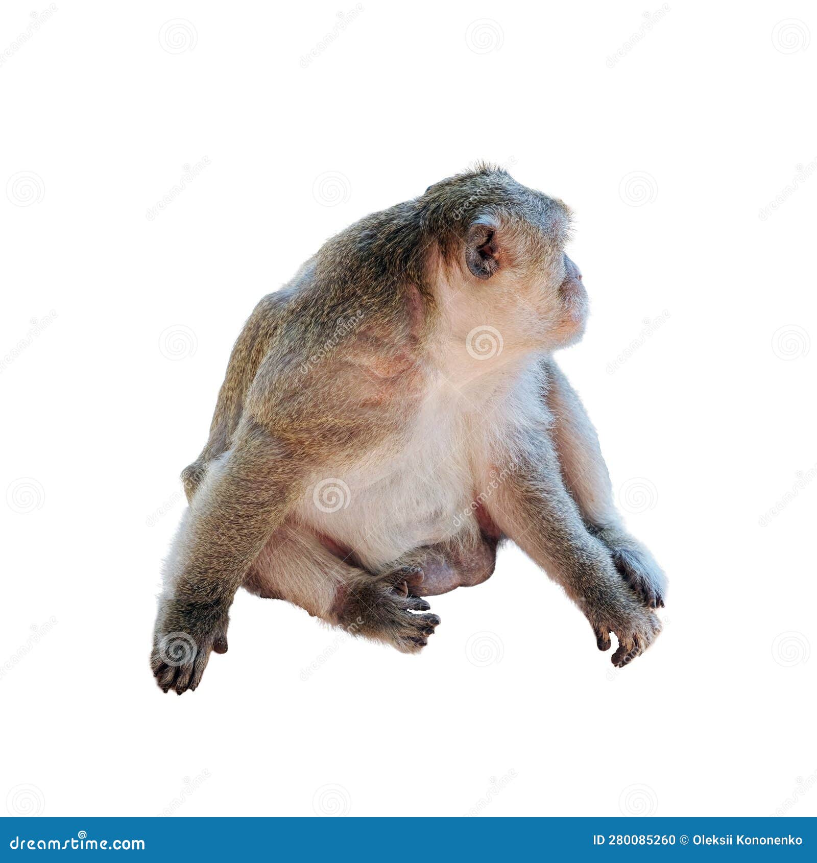 One Cute Fluffy Monkey, Primate, Isolated Image Stock Photo - Image of ...