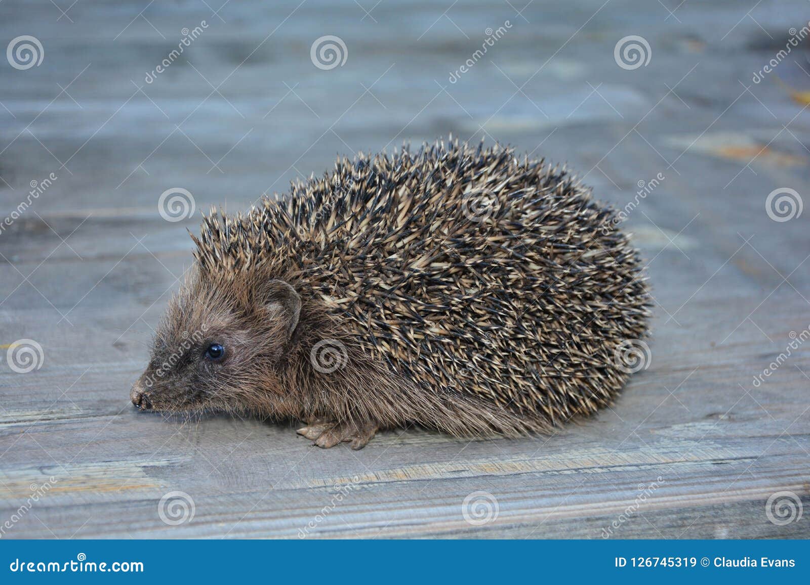 Hedgehog from the Side on Wood Stock Image - Image of small, rodent ...
