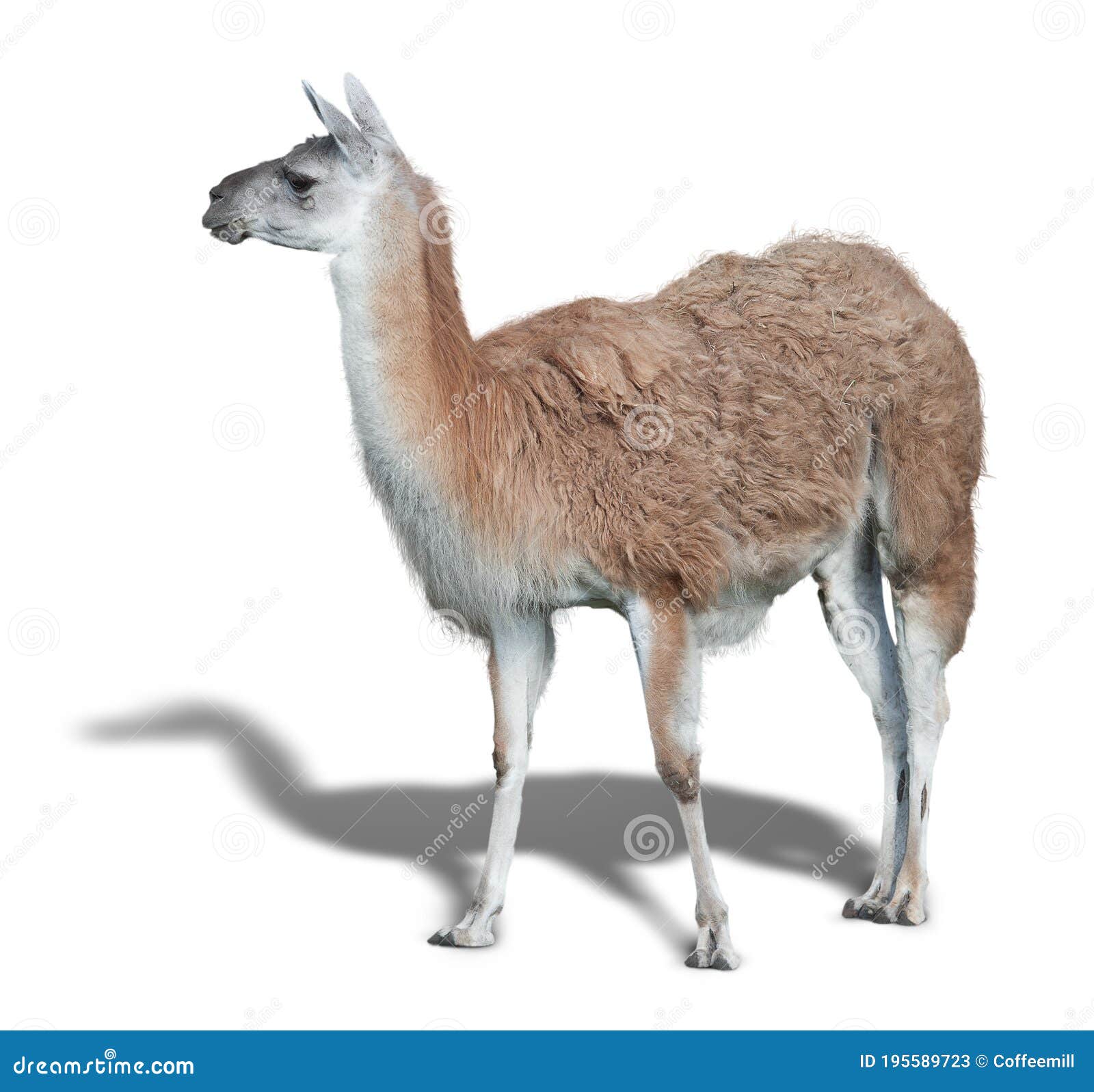 One cute Lama stock image. Image of adult, animal, isolated - 195589723