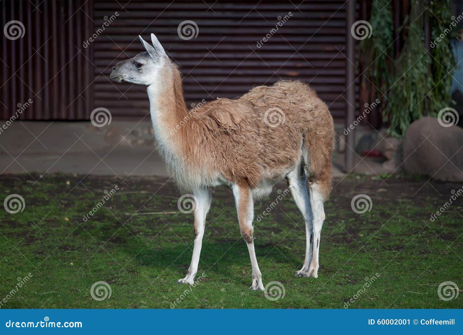 One cute Lama stock image. Image of grass, brown, farm - 60002001