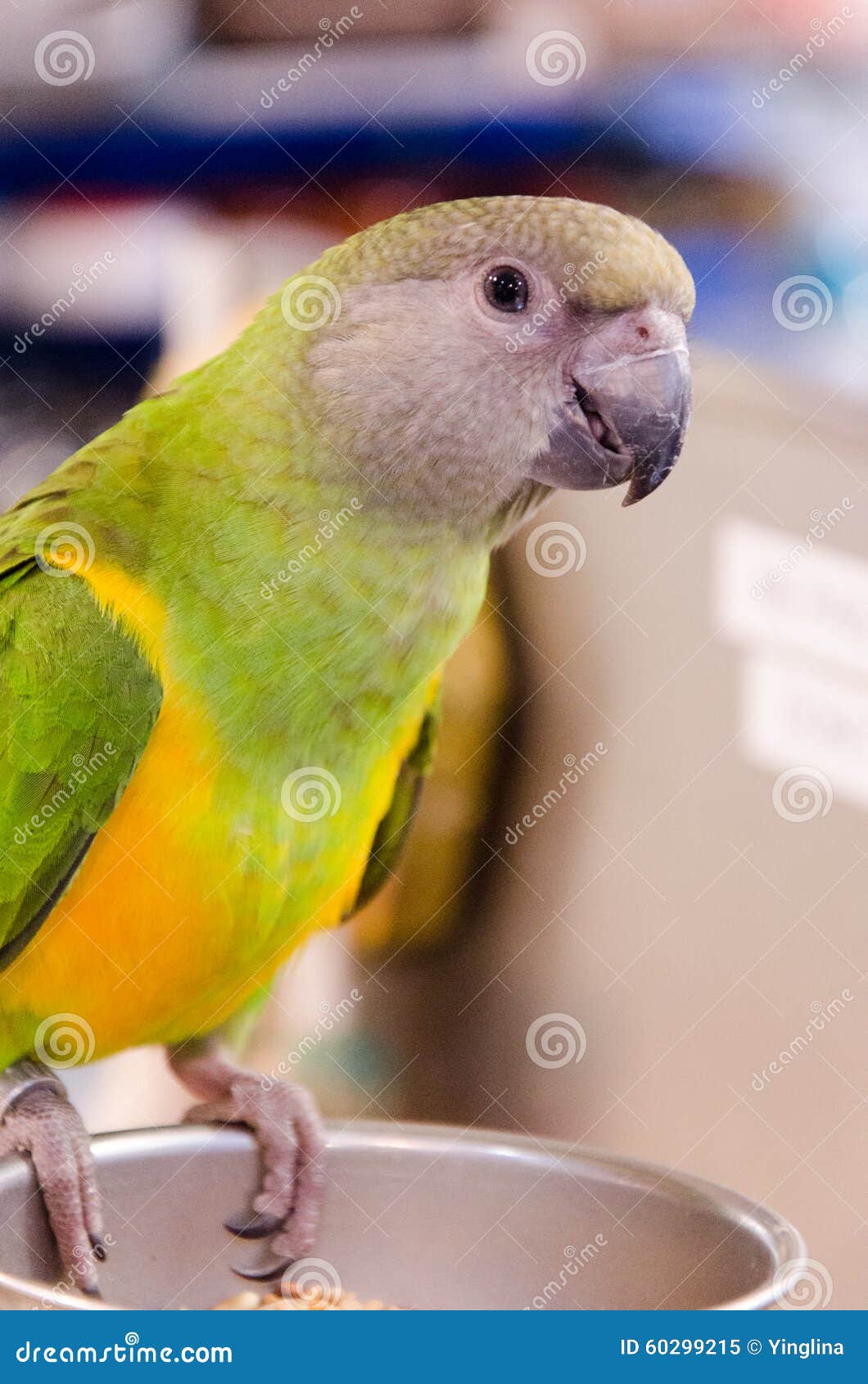 One Cute Little Green and Yellow Parrot Stock Image - Image of tropics ...