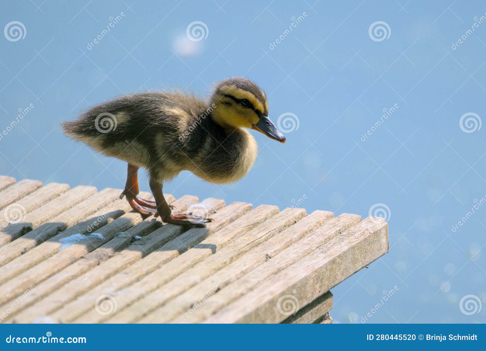 One Cute Small Duckling on a Pier with Sunny Sky Stock Photo - Image of ...
