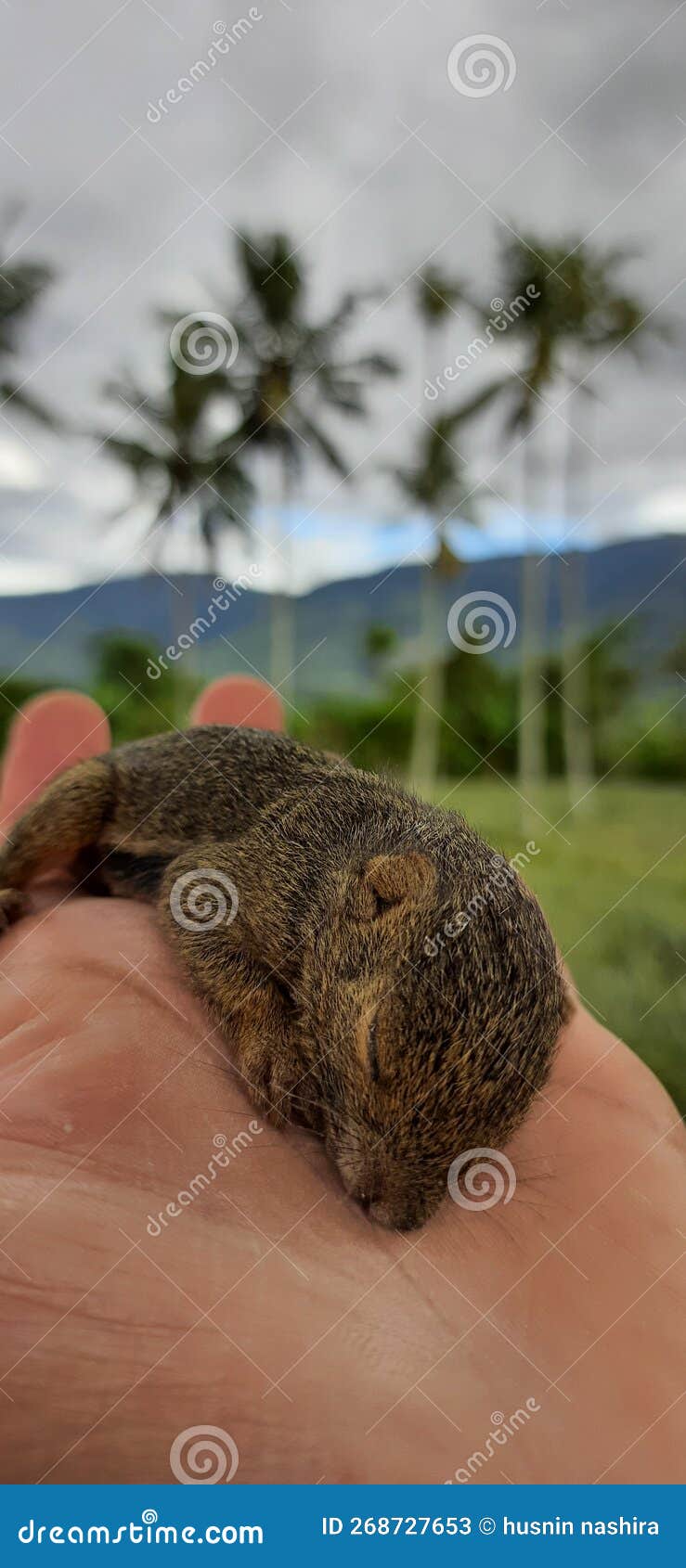 One of the cutest animals? stock image. Image of sleep - 268727653