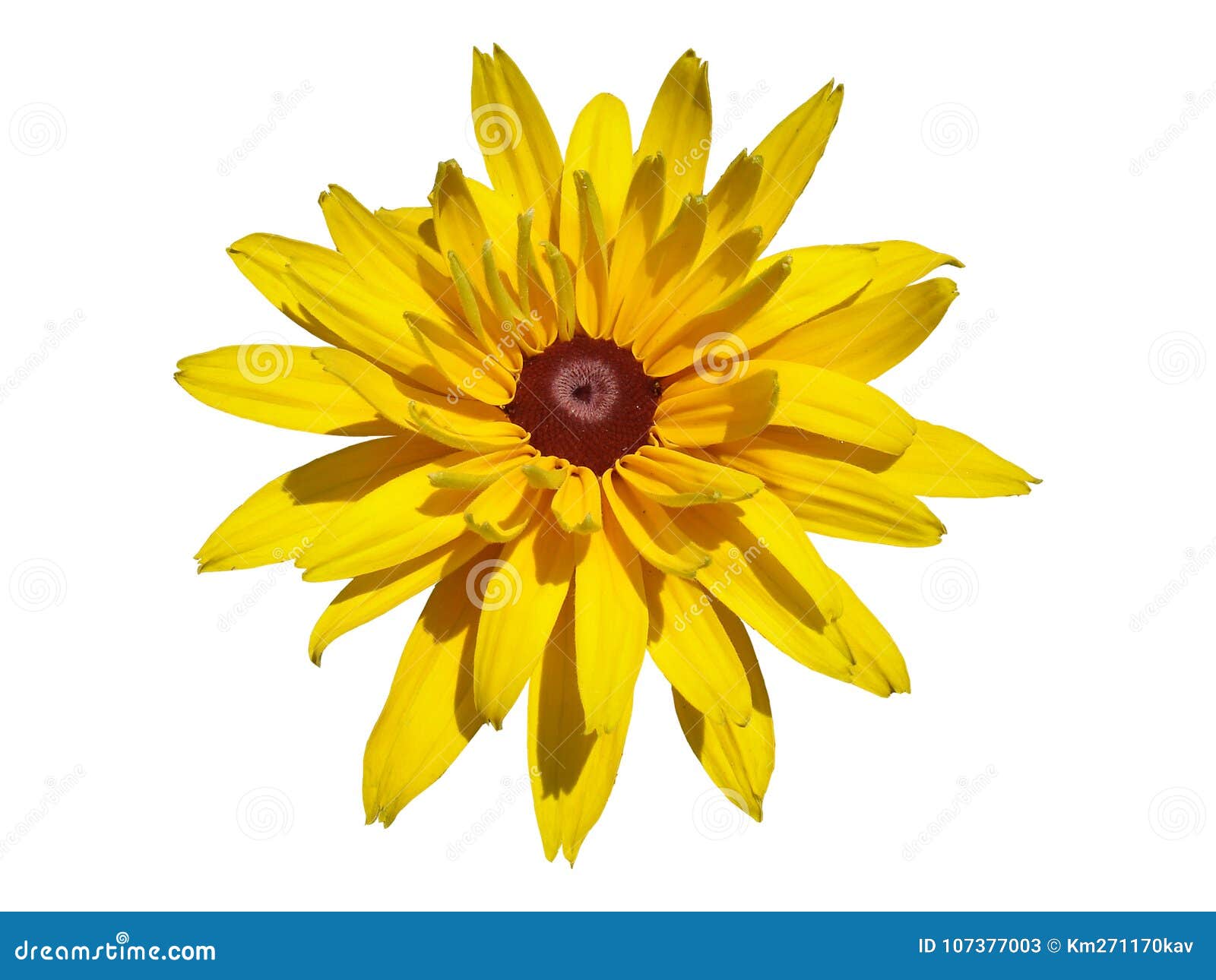 One Cutleaf Coneflower Yellow Flower Isolated on White Stock Image ...