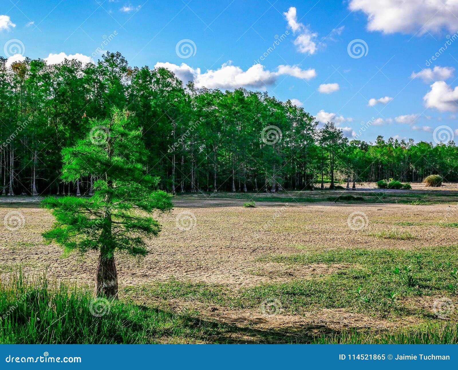 Tree In Swamp Royalty-Free Stock Photography | CartoonDealer.com #44720771