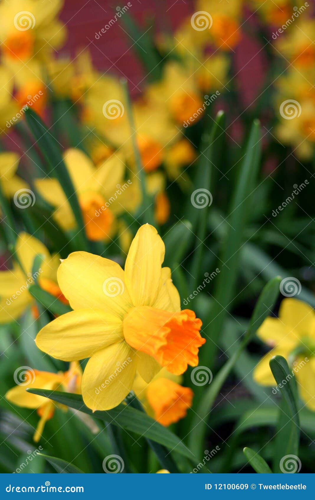 One Daffodil among many stock image. Image of fresh, isolation - 12100609