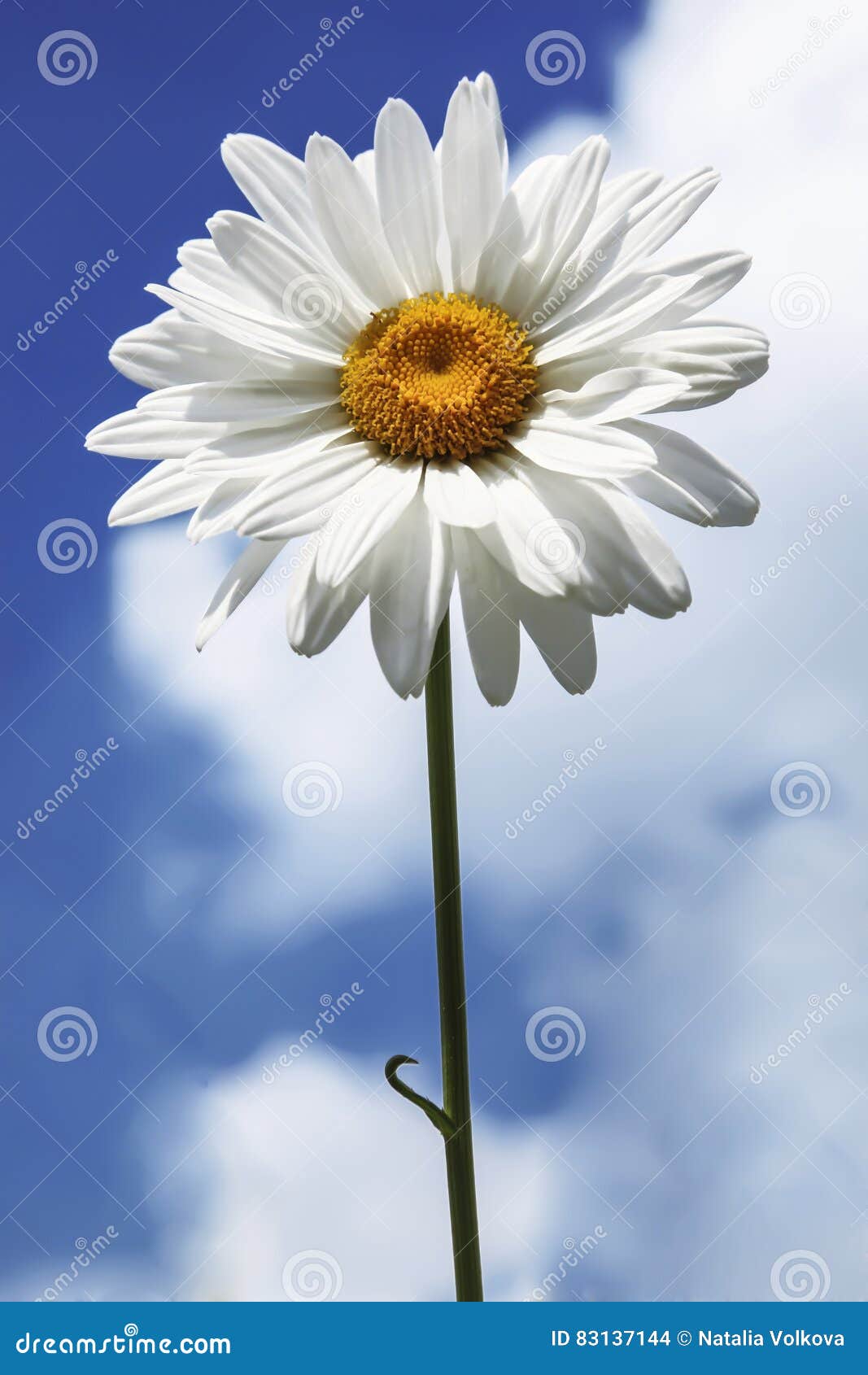 One Daisy on Blue Sky Background Stock Photo - Image of meadow, blue ...