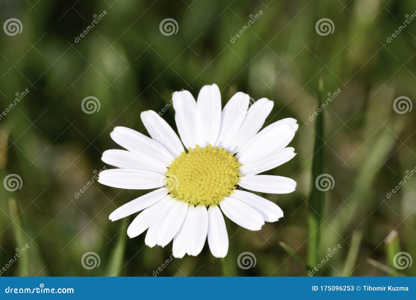 One daisy flower on field stock image. Image of black - 175096253