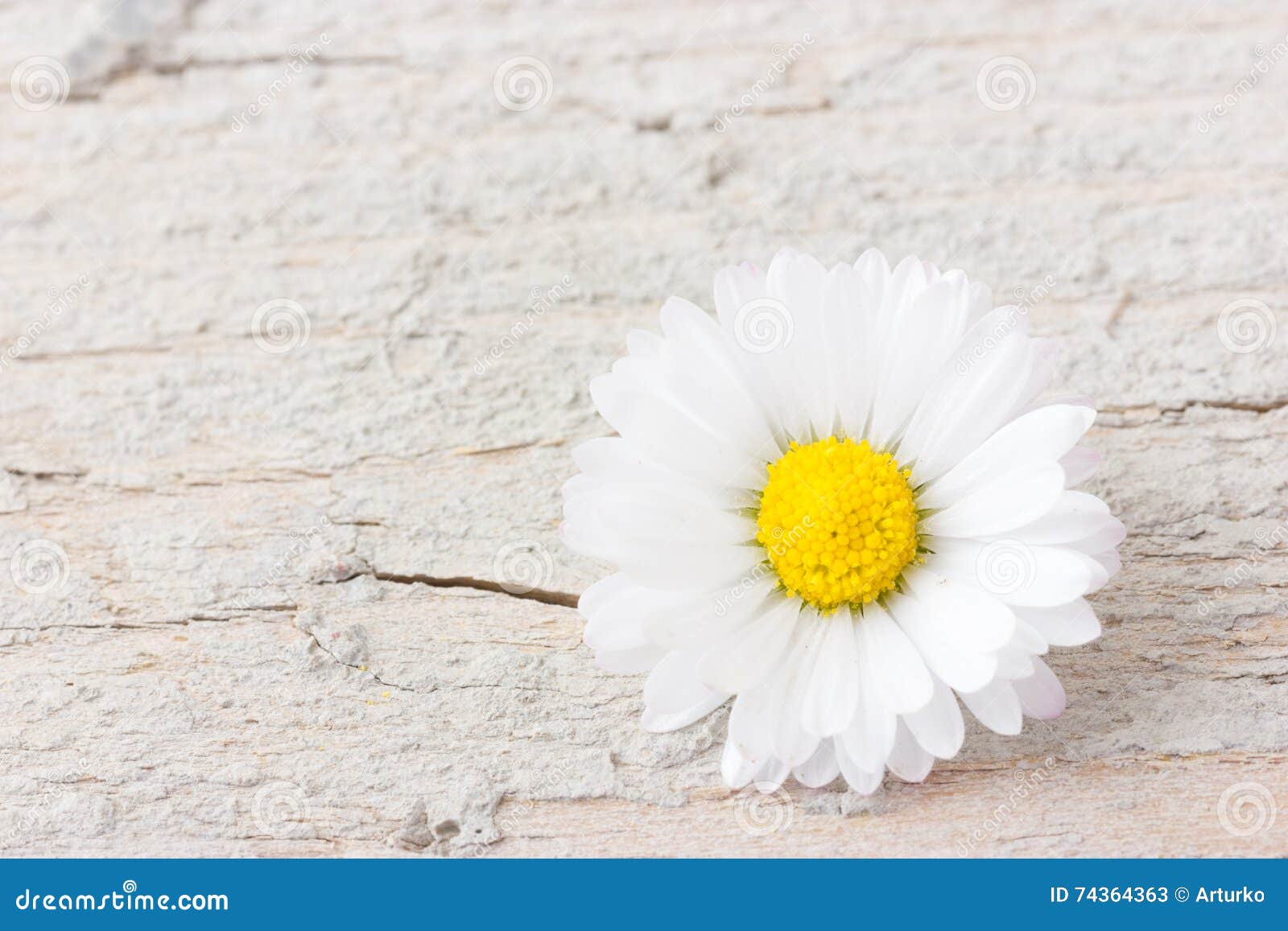 One Daisy Flower on White Wooden Background Stock Image - Image of ...