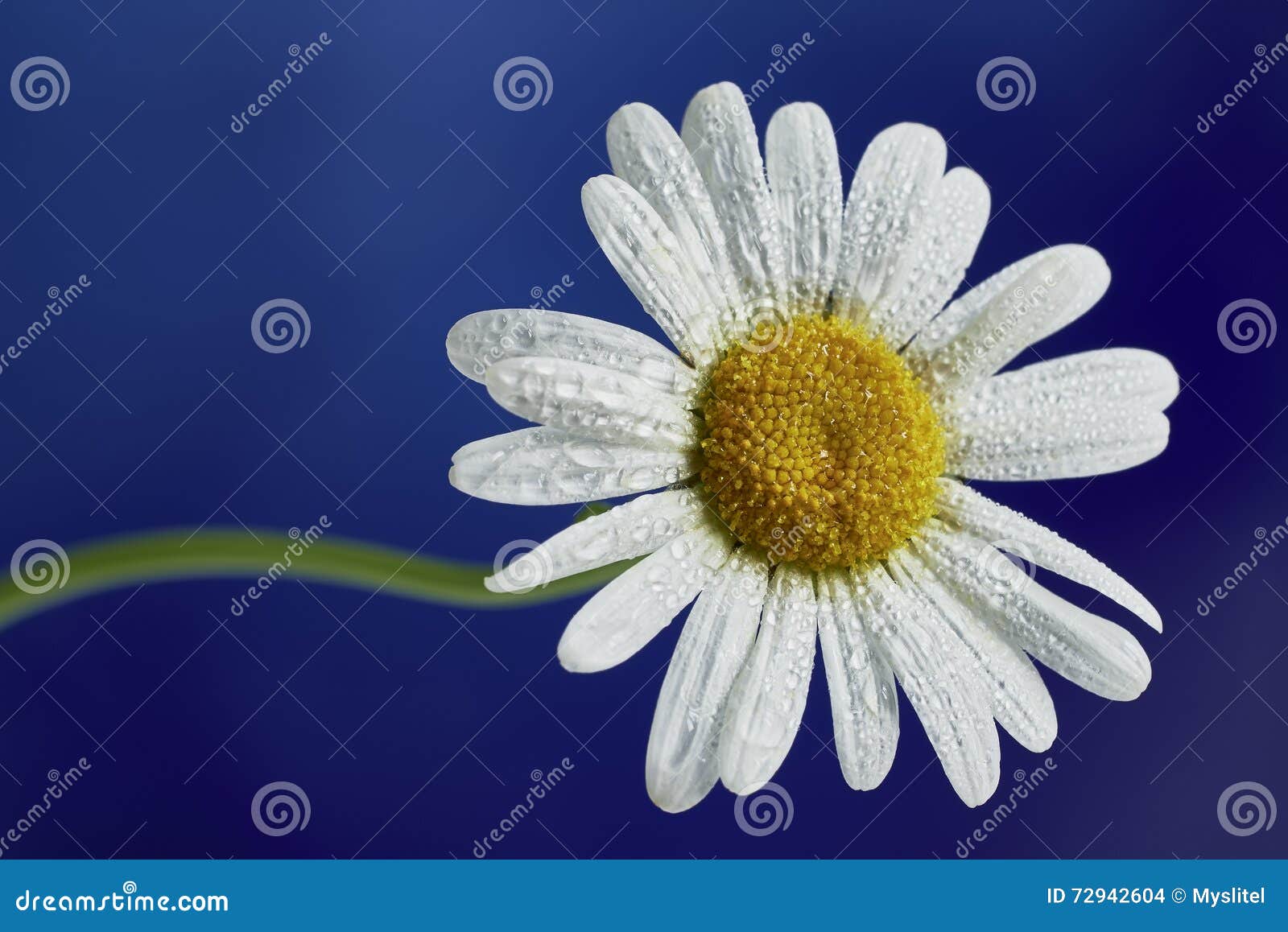 One daisy flowers stock photo. Image of petals, flower - 72942604