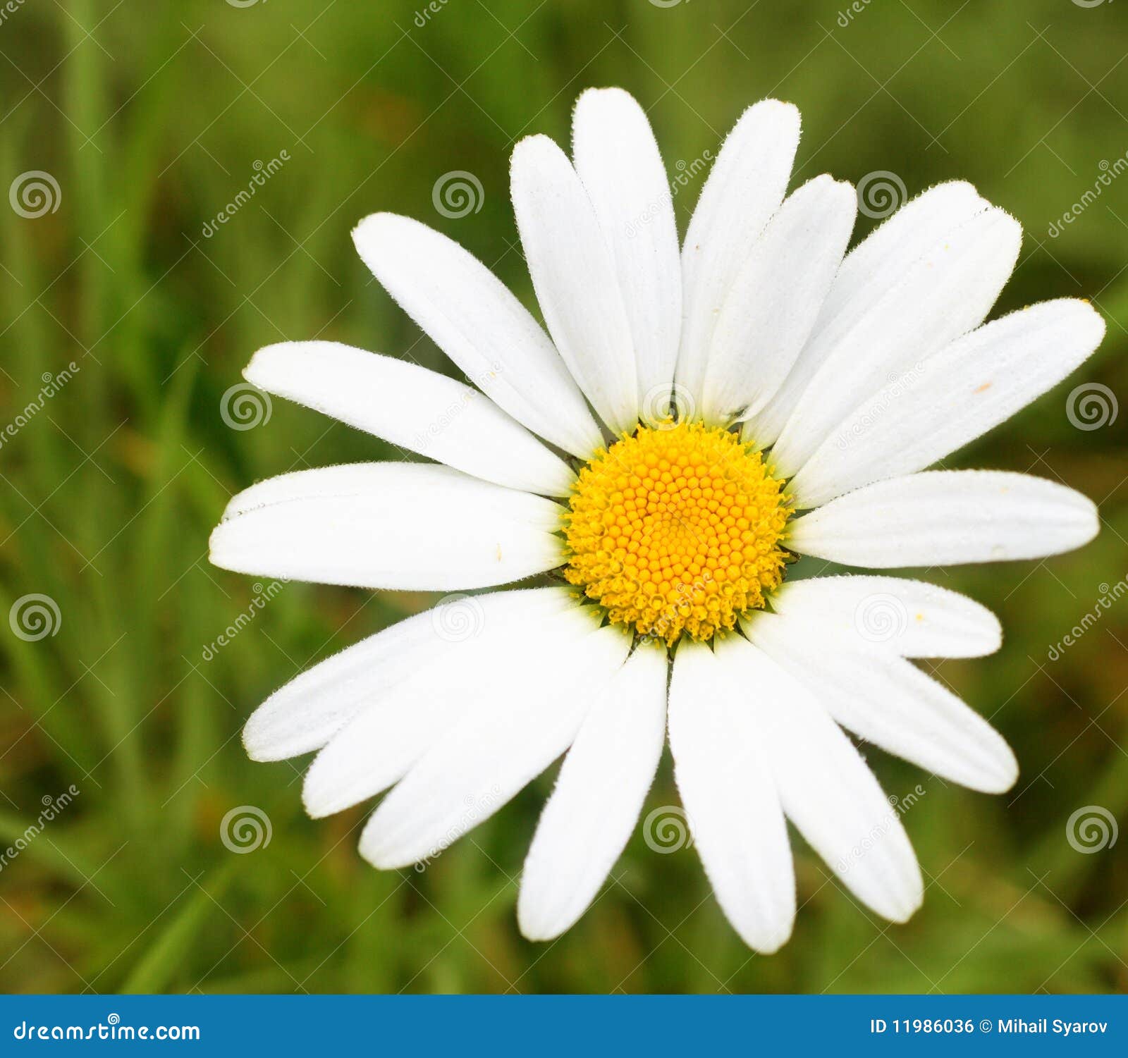 One Daisy on Green Grass stock photo. Image of blur, chamomile - 11986036