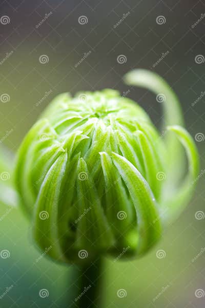 One Daisy Head Surface Cover Bud. Close Up Stock Image - Image of ...