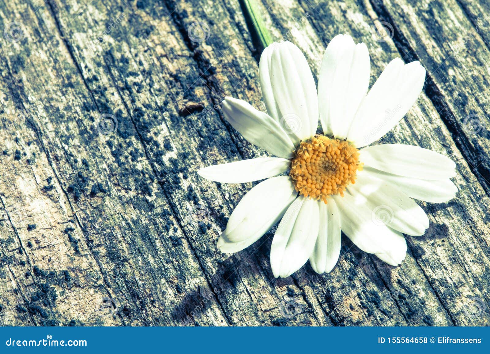 One daisy on wood stock photo. Image of springtime, wood - 155564658