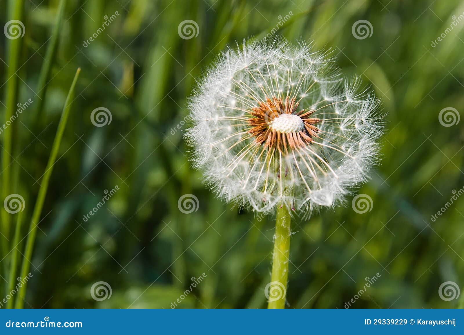 One Dandelion stock image. Image of ball, macro, nature - 29339229