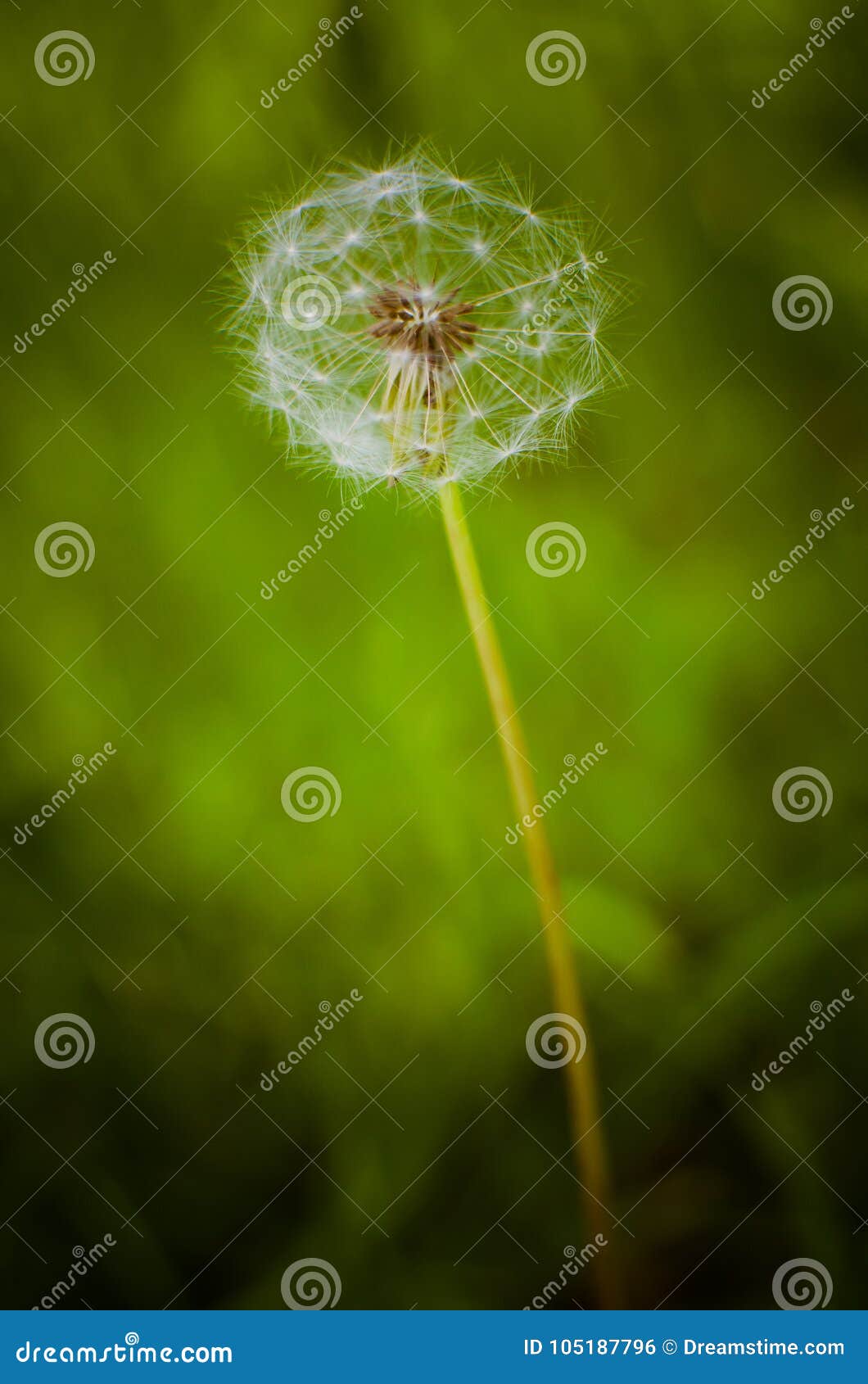 One dandelion in the field stock photo. Image of butterfly - 105187796