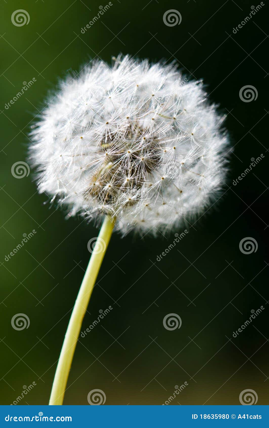 One Dandelion Flower Isolated Stock Photo - Image of flower, green ...