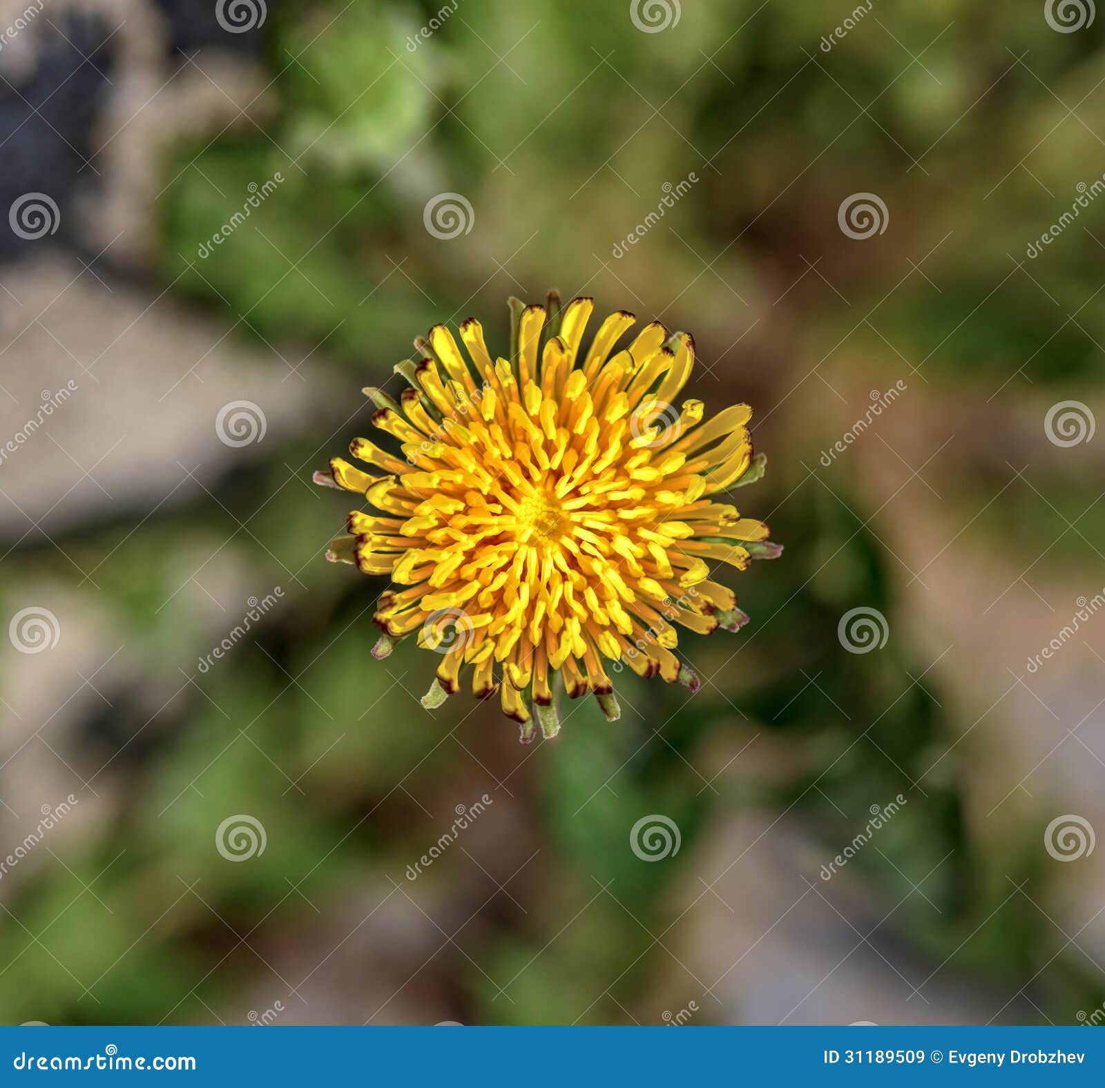 One dandelion flower stock image. Image of flora, bright - 31189509