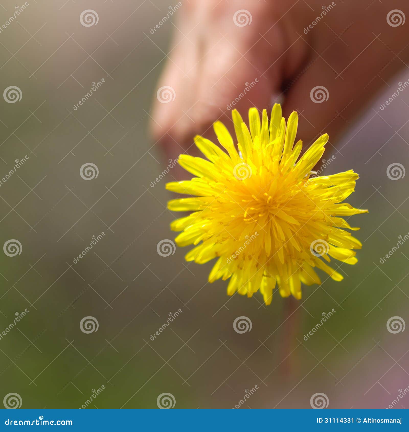One dandelion stock image. Image of blur, flora, plant - 31114331