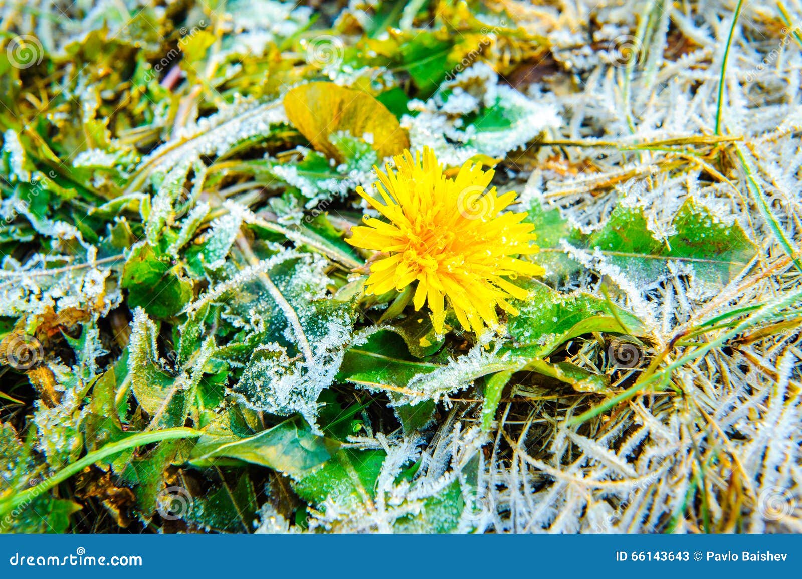 One dandelion with ice stock image. Image of leaf, sunny - 66143643