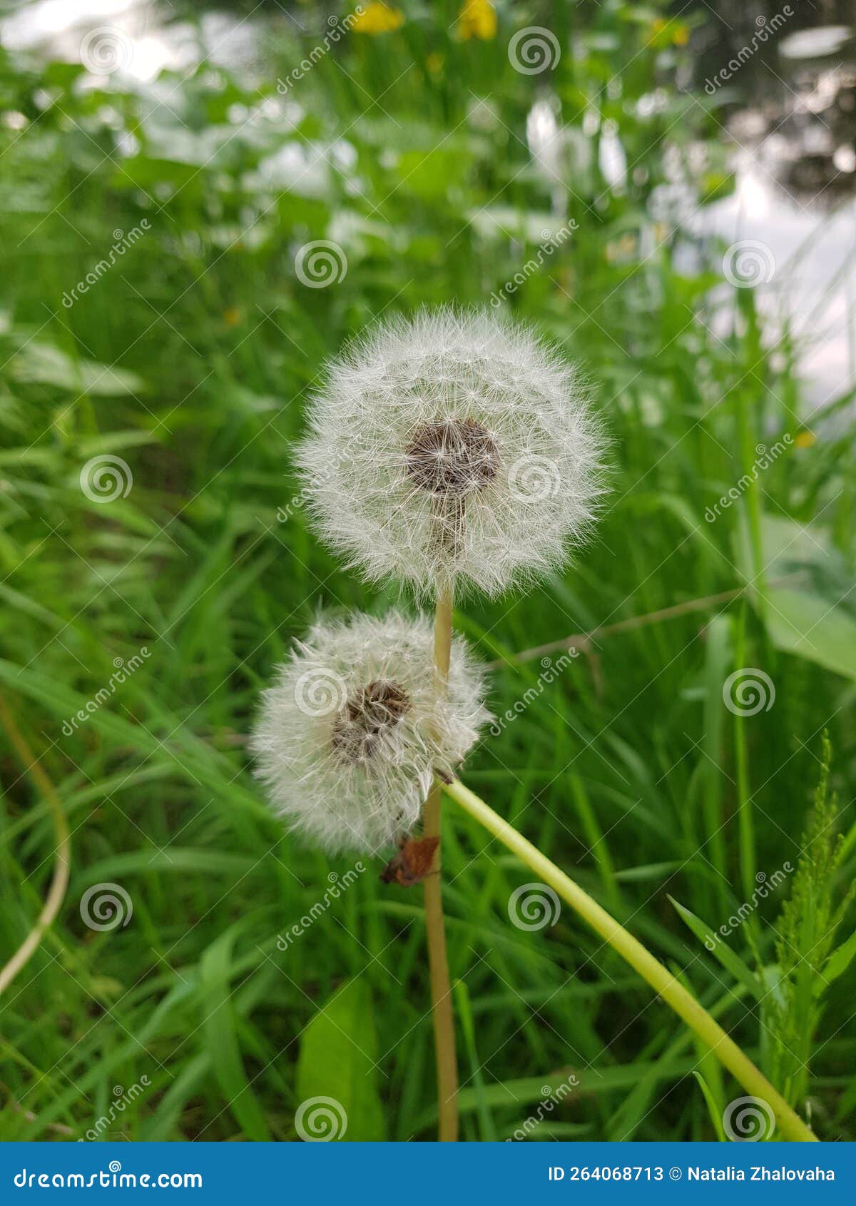 One Dandelion Leaned Towards the Other Stock Image - Image of petal ...