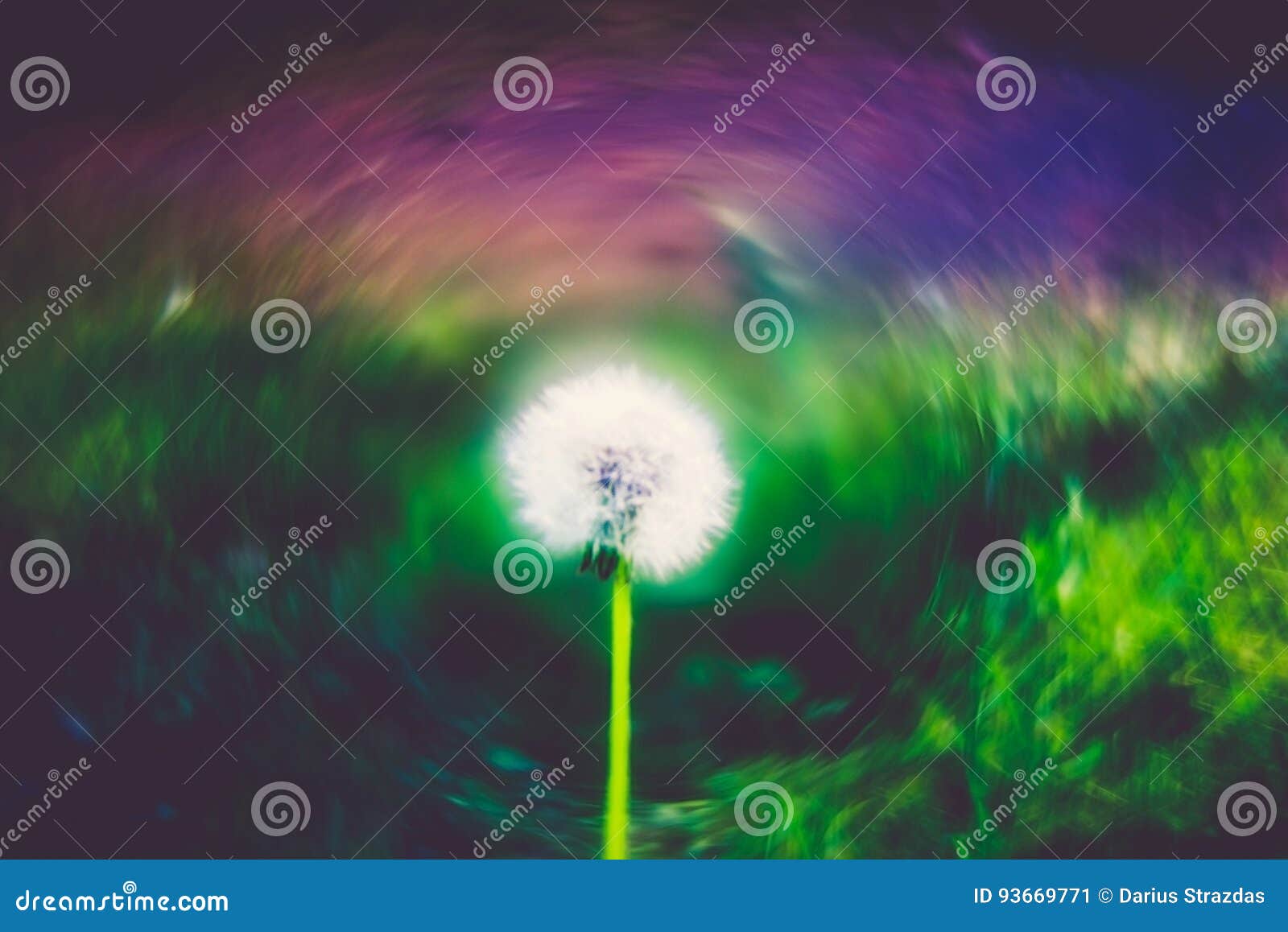 One dandelion stock image. Image of forest, nature, lithuania - 93669771