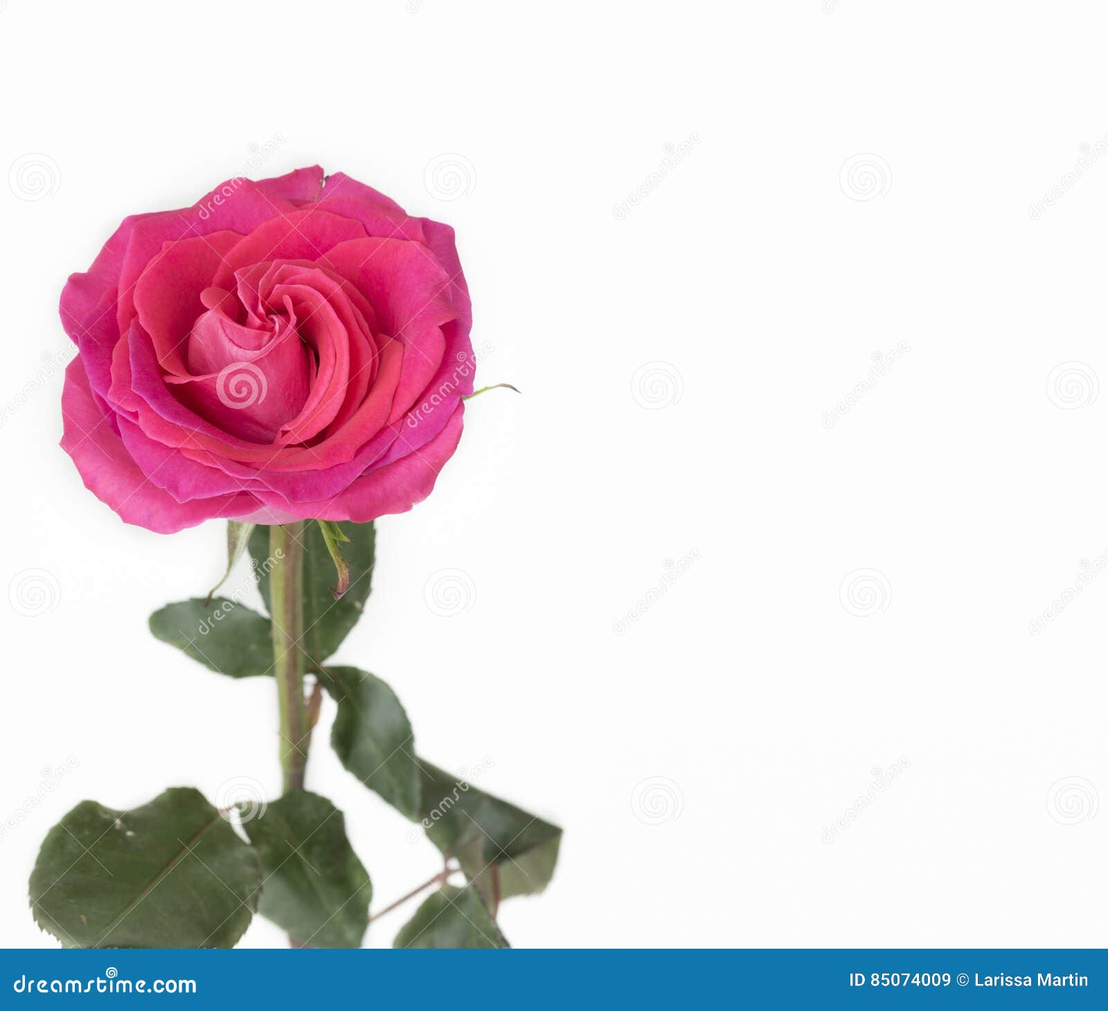 One Dark Pink Rose on the Left Side Stock Image - Image of right, clear ...