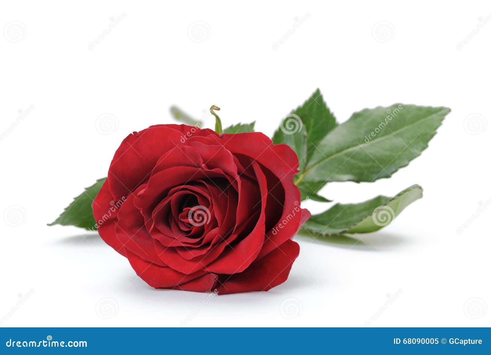 Single Dark Red Rose