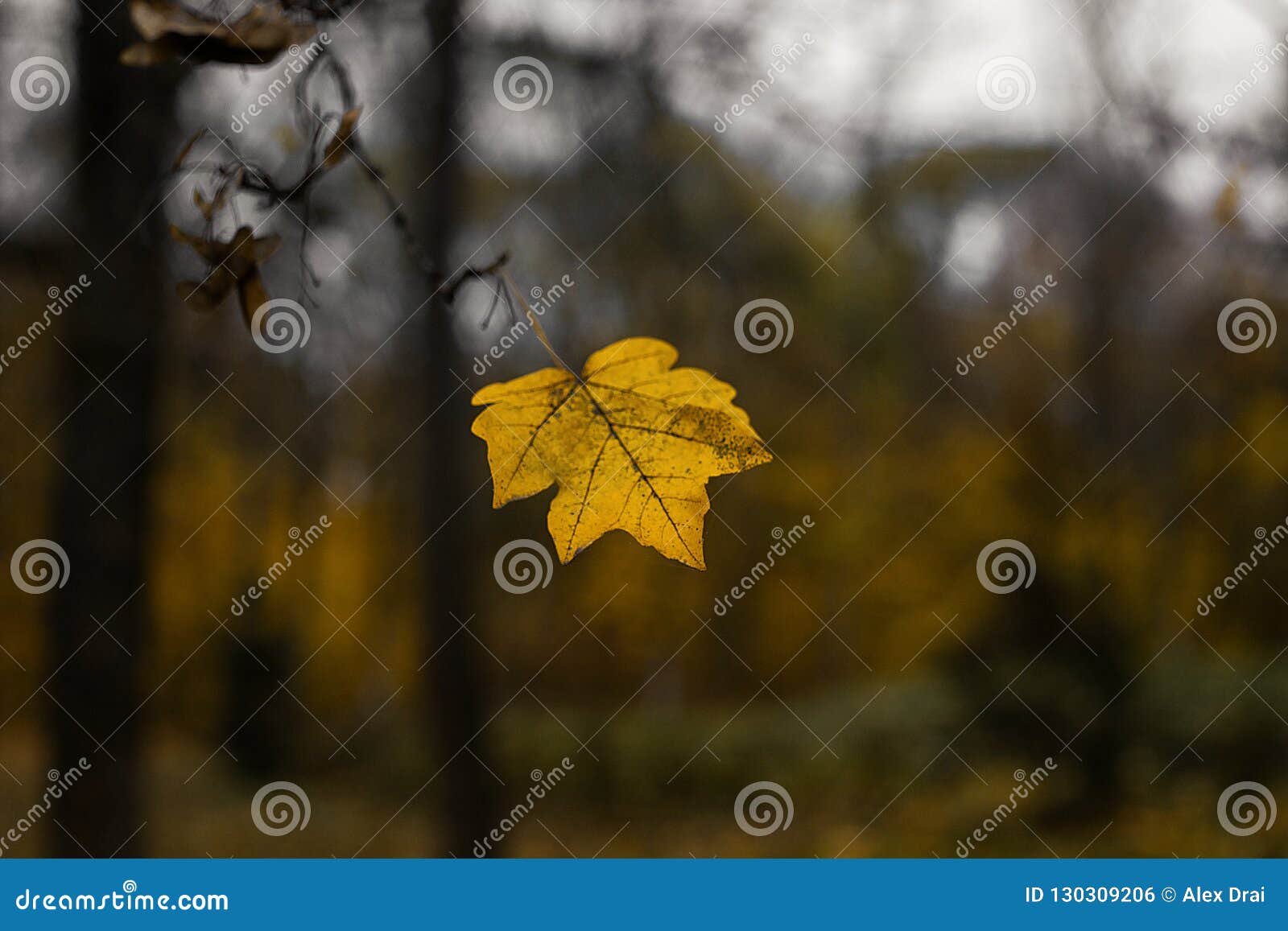 One Dark Yellow Leaf on Tree Branch. Leaves is Falling in Fall Stock ...