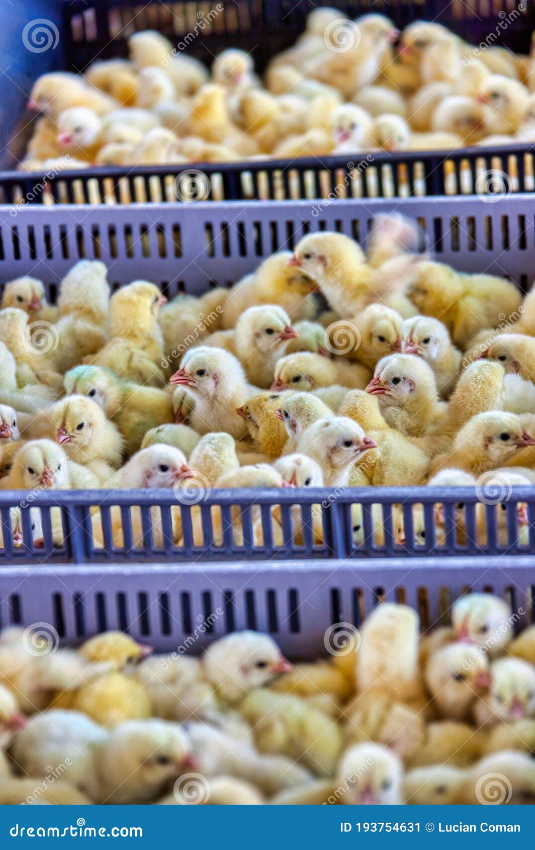 One day chicken stock image. Image of chicken, chick - 193754631