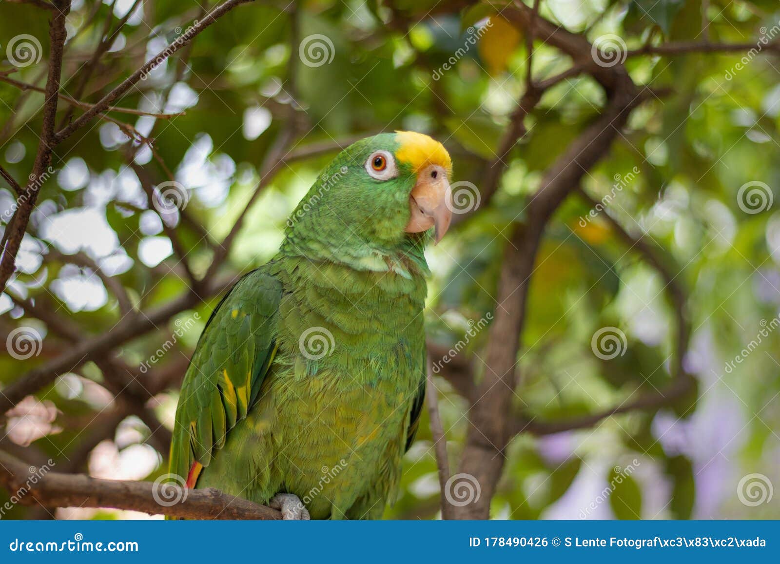 One Day in the Morning My Parrot Watching People Walk Stock Photo ...