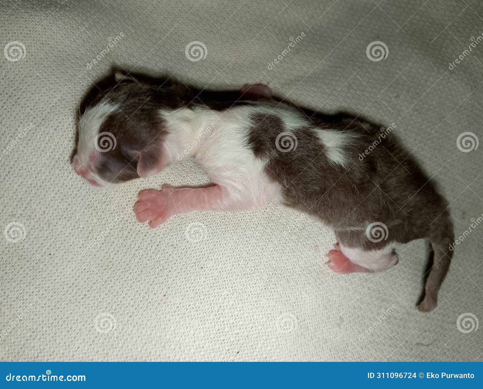 One Day Old Baby Kittens are Black and White Stock Photo - Image of ...