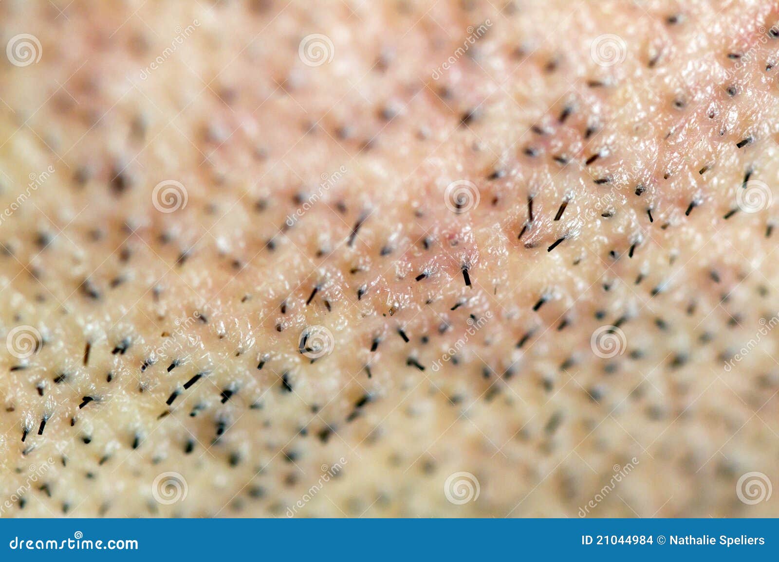 One Day Old Beard Hair Macro Stock Photo - Image of closeup, fuzz: 21044984