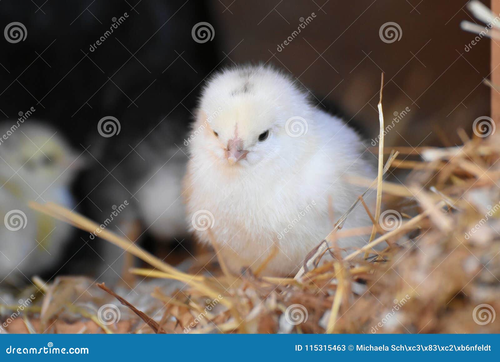 One day old chick stock image. Image of straw, natur - 115315463