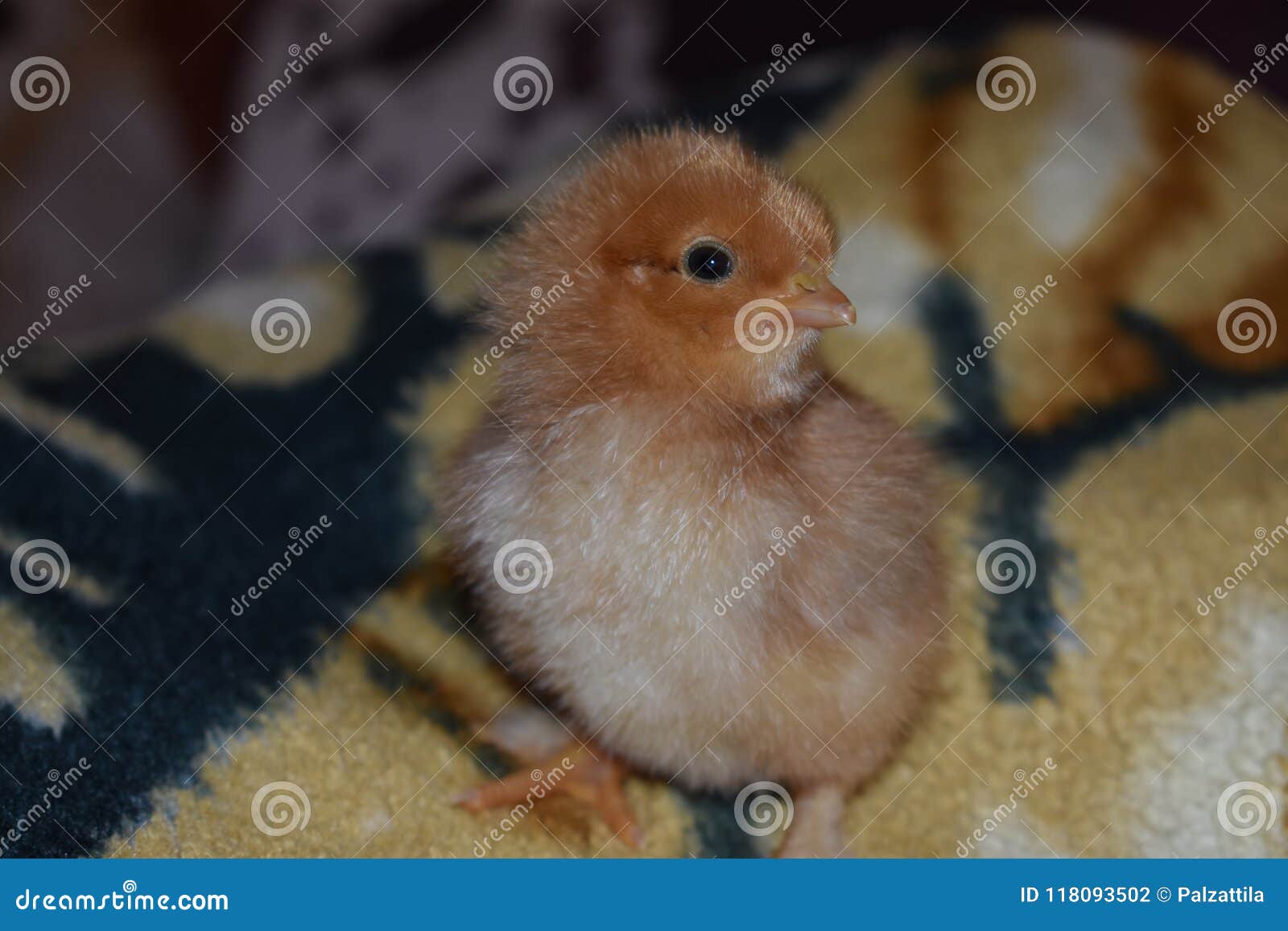 One Day Old Chicken stock photo. Image of baby, cute - 118093502