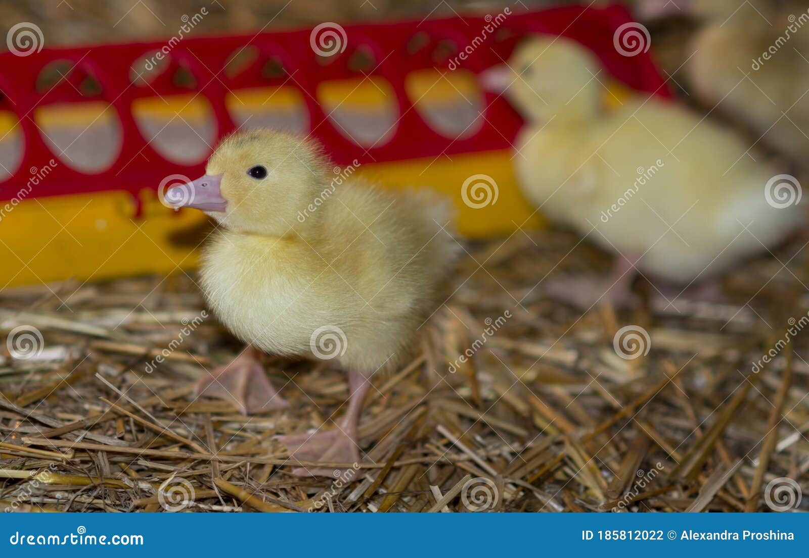 One-day-old Duckling of the Mulard Breed on a Straw in the Barn Stock ...